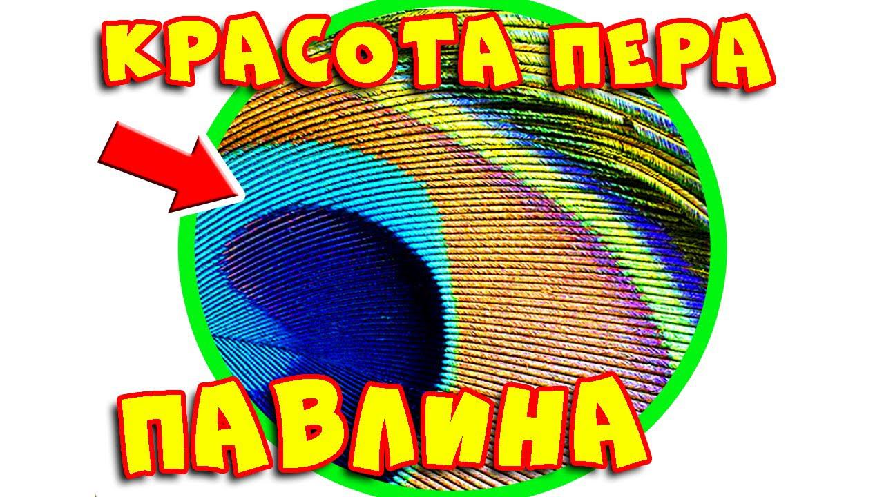 Перо павлина. Павлинье перо. Самое красивое видео #5