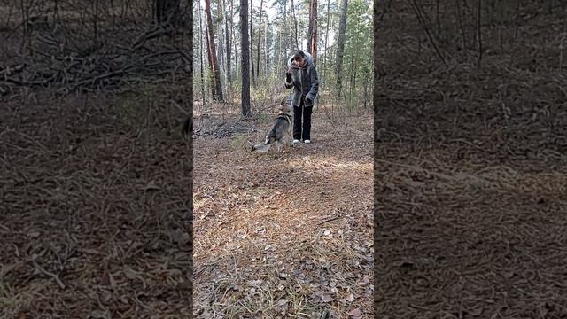 Волк домашний. Лес дикий