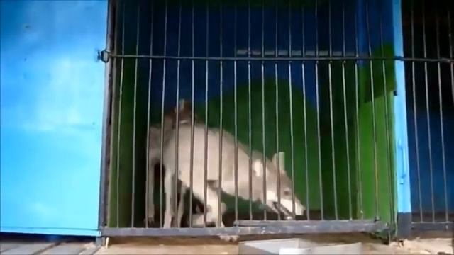 КАРМА которую НЕ ОТКУПИТЬ или КОМУ НЕ ПОМОГУТ ЧИСТКИ
Ролик создан 22.10.18
