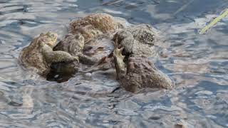 Серая жаба (Bufo bufo)