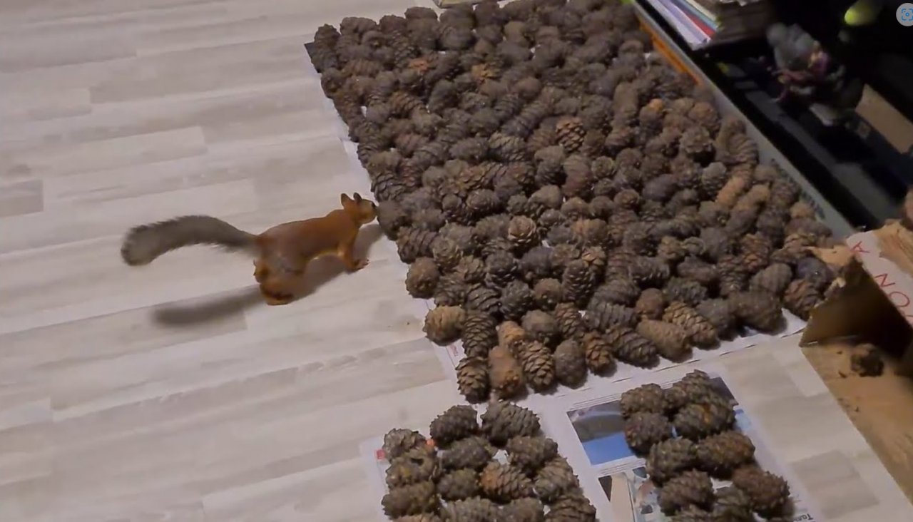 Белка и орехи (Новая партия кедровых шишек) ?️