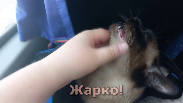 Показываю подтверждение того, что сиамские кошки действительно злопамятные