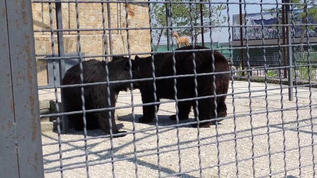 Мишки косолапые.