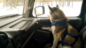 Вот такие мы деловые! Смешные хаски! Хасюшки девчушки ! Тася и Эмма!