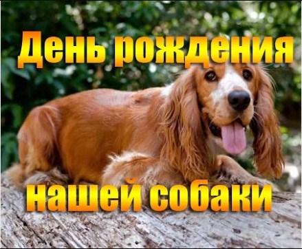 У Моей Собаки День Рождения! Джессики 1 годик (Английский Спаниель).