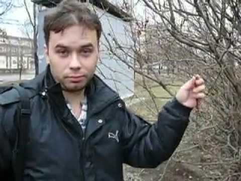 Почки в декабре 2006