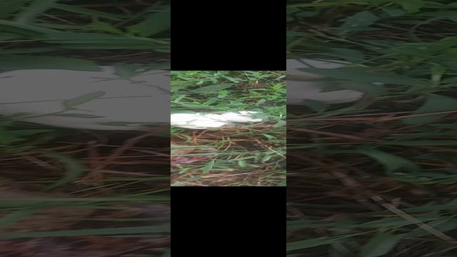 ❗Грибы снова вернулись в город ? Шампиньоны❗