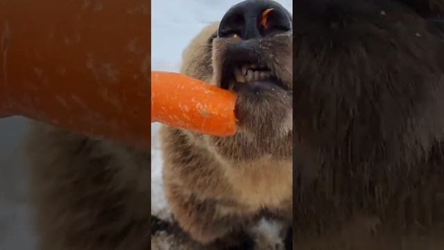 Маша медведь
