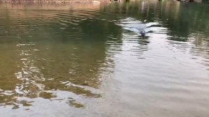 большой радиоуправляемый корабль