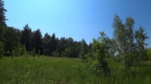 Заготавливаем веники на Троицу