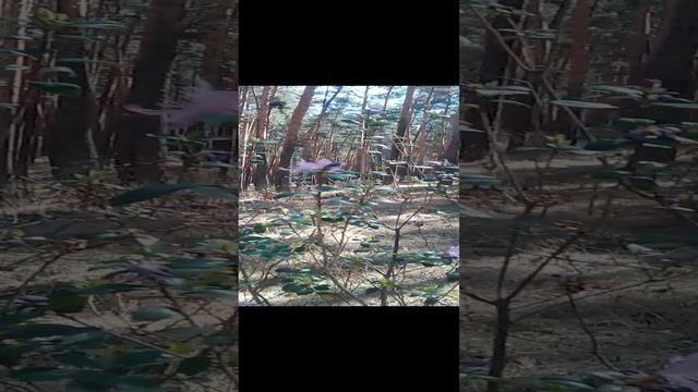 Лес и цветущий маральник.mp4