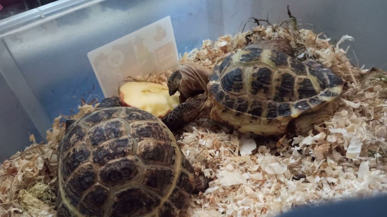 Мои черепашки