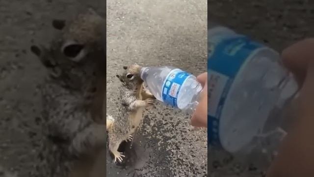 Белка.mp4
