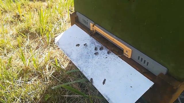 В МИРЕ ПЧЁЛ