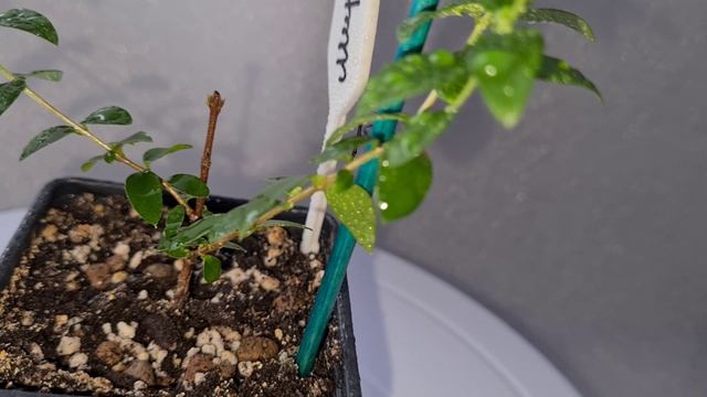 Мирт Мирцеевгения 2