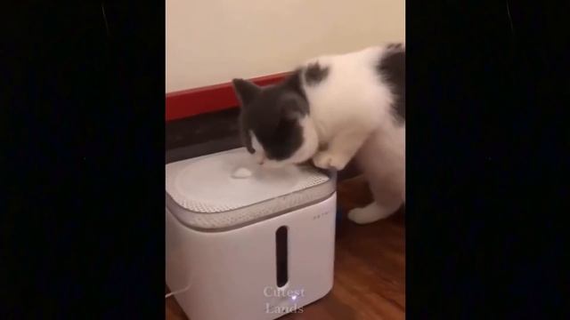 Приколы с котиками. Котики #105