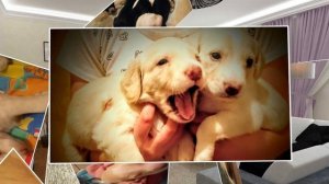 ?Язык животных существует!✔️ Доказательство! Самый умный щенок. Clever dog.