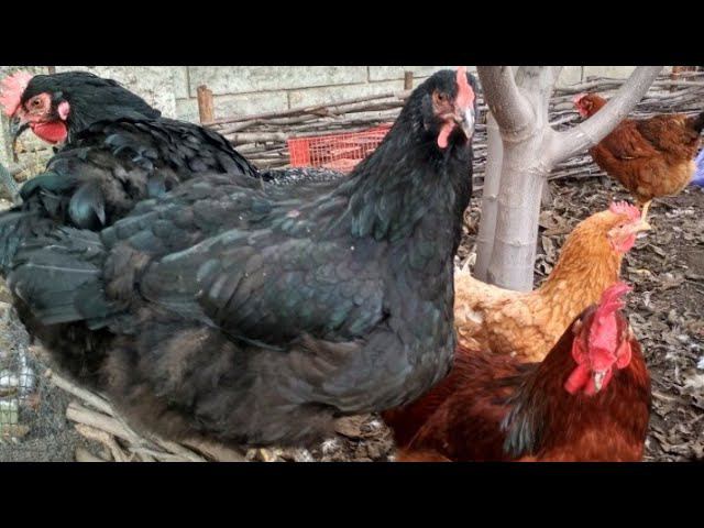 Чтобы куры лучше неслись, а бройлеры набирали массу.