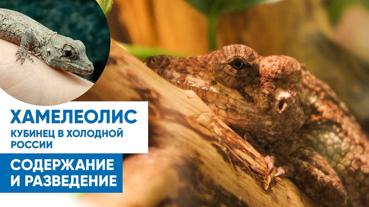 Хамелеолис (Anolis chamaeleonides). Содержание, разведение.