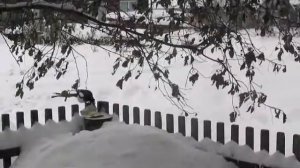 Берегите птиц зимой!