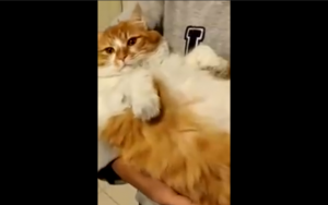 Как уложить кота спать