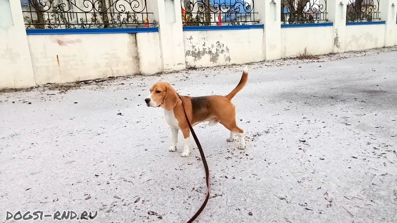 Снег. Или что-то, вроде того ) Гуляем с Чарли 20.12.2020