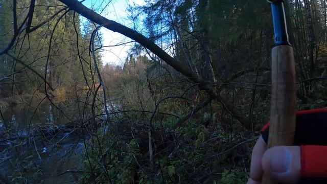 С тенкарой в октябре.
