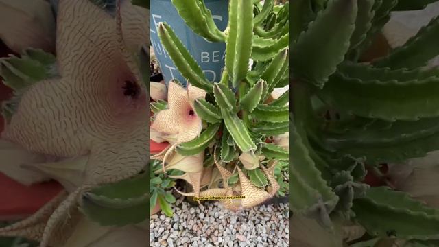 SUCULENTA EXPLODINDO DE FLORES #shortsyoutube #videos #suculentas #succulent #多肉植物 #flowers #flower