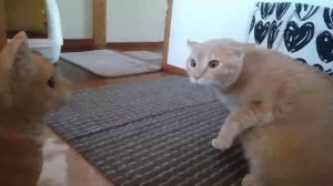 Что ты такое!?