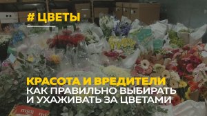 Цветы на 8 марта | Советы флориста: как выбрать букет, уход и вредители