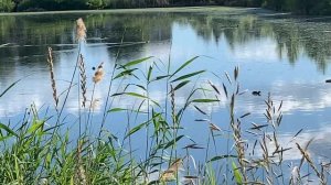 Жизнь болотная Swamp life Природа вокруг нас #Swamp #life #болото #утки #природа #город