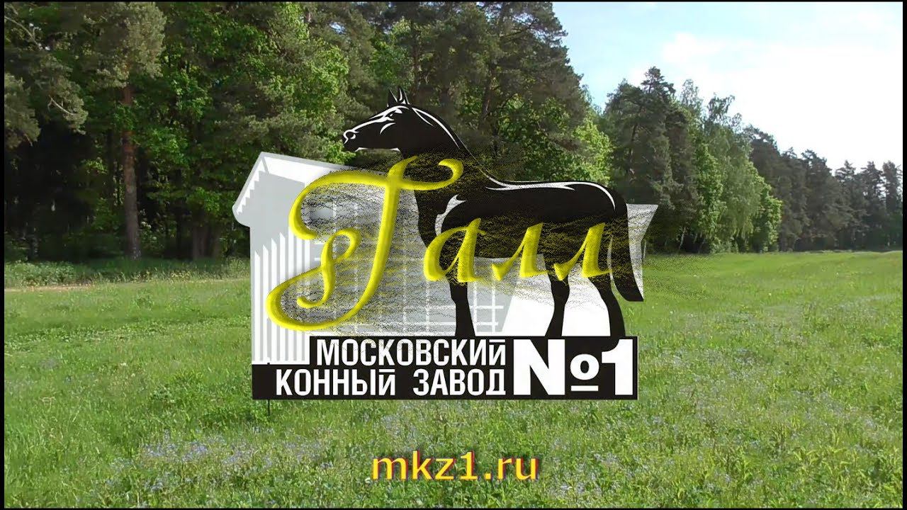 Галл (Медоубранч Лу - Гейша) 2015 г.р.