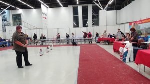 7.12.19 Выставка Тюмень, Best in group