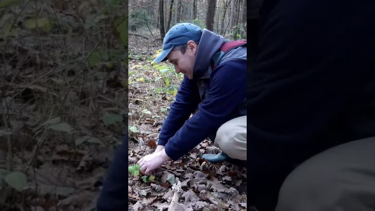 Маслёнок последний из могикан