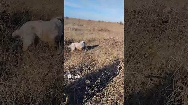 Охота на куропатку #shorts