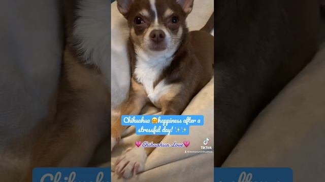 Cute Chihuahuas wash the stress away! ????#chihuahua #dog #funny #cute #チワワ