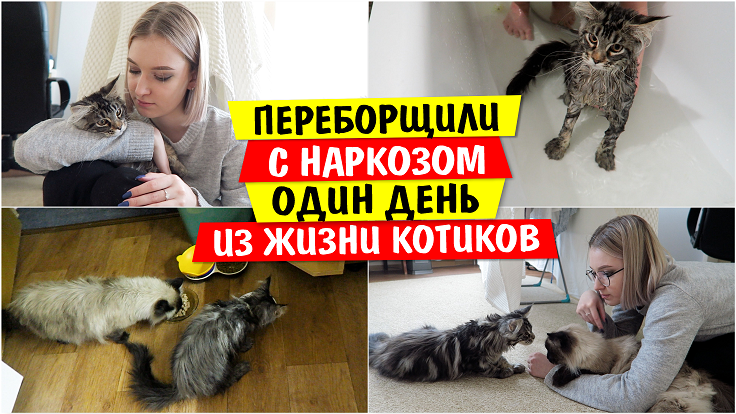 Переборщили с НАРКОЗОМ / Один ДЕНЬ из жизни котиков / Vika Siberia LifeVlog