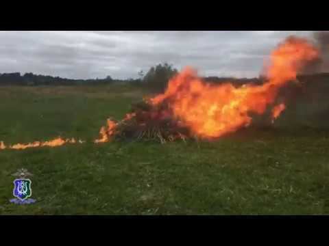 500 кустов конопли торжественно сожгли у Чембакчины