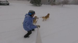 Покатушки на собаках