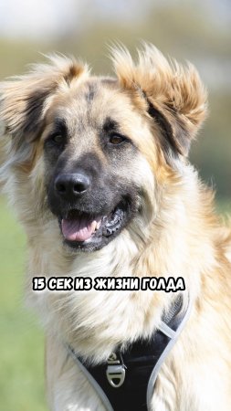 15 секунд из жизни в приюте Голда и Сильвера