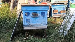 Пчелиная радость!!! 🐝