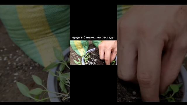 Рассада перца в банане..... необычный способ....