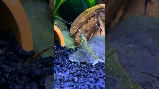 #макробрахиум аквариумная креветка ?