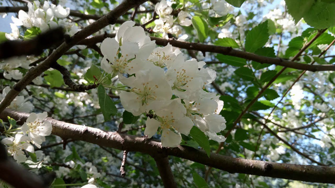 В.Ситников "Медовая поляна". Читает А.Ключук