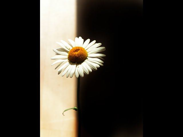 Отрывок из практикума  "#Предназначение. Сфера заработка". #биоэнергетика #школа_Ю_ПИТЕР . Архив.