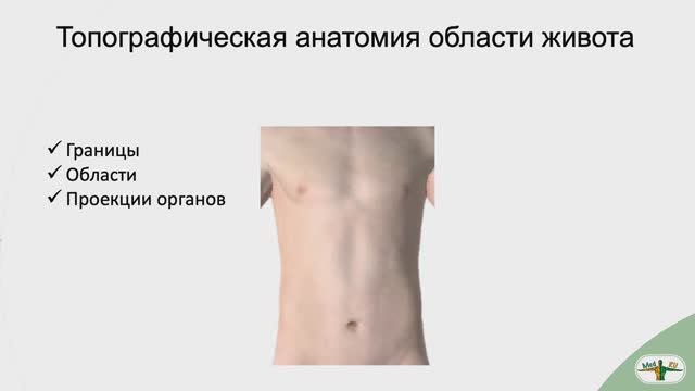 Топографическая анатомия передней брюшной стенки: границы, области, проекции