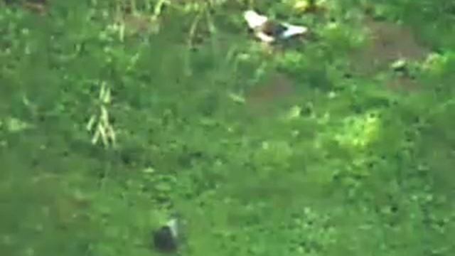 Стабилизированное. Красивый голубь 58751895