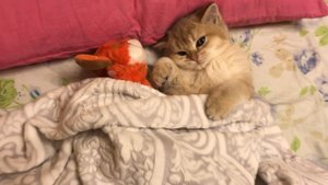 Котёнок готовится ко сну