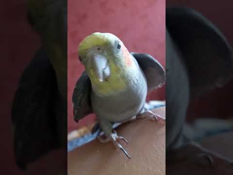 ДОКАЗАТЕЛЬСТВО !!! Кто не верил что корелла четко может говорить?