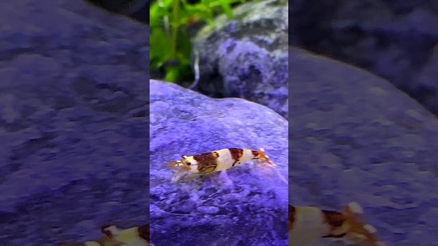 Видео #аквариумной креветки макробрахиум